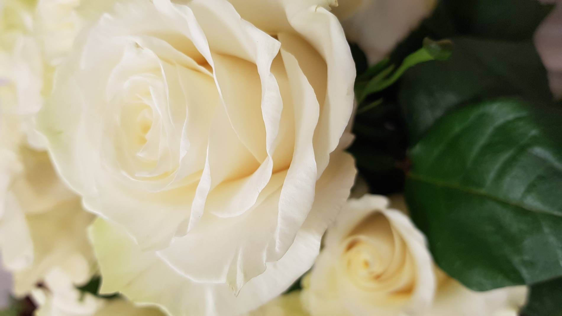 bouquet de roses blanches bouquet de roses blanches