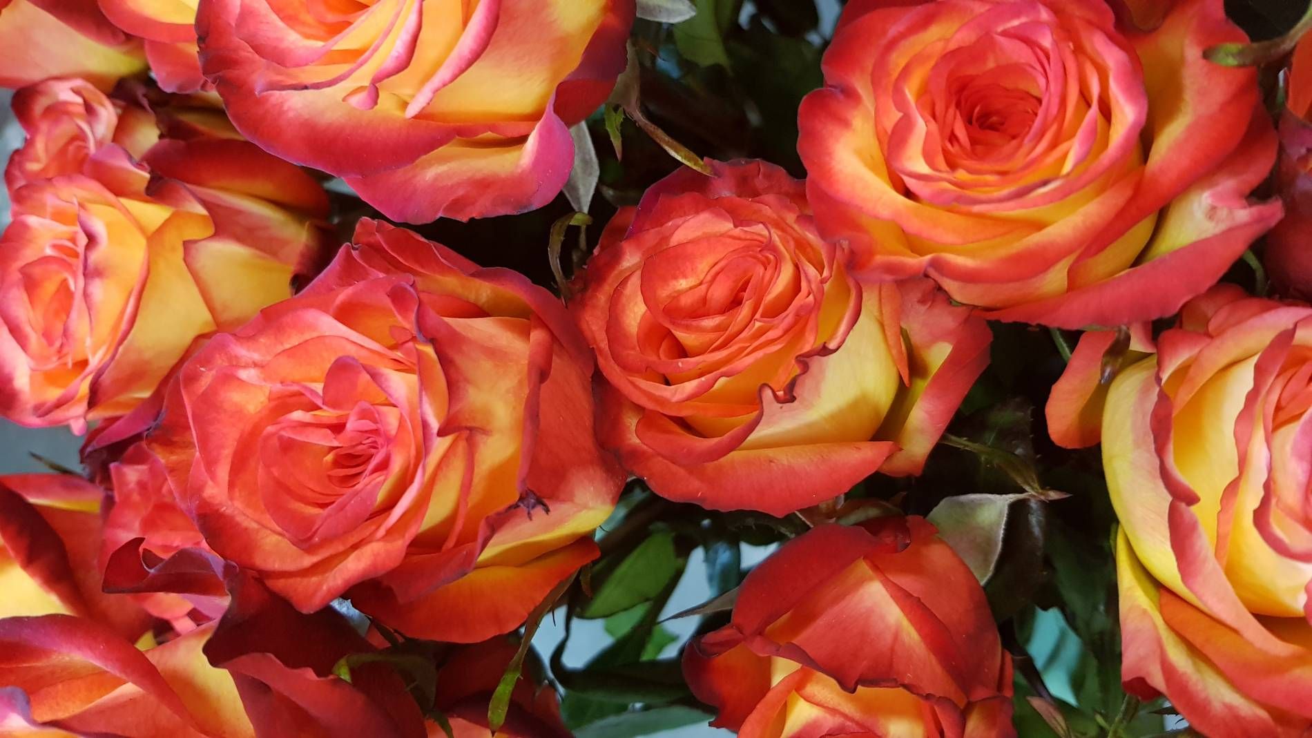 bouquet de roses orange